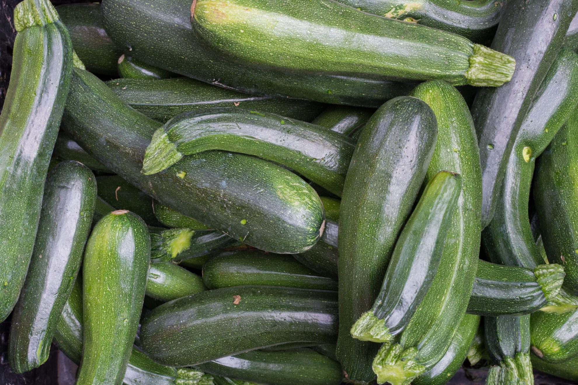 How to Tell When Zucchini Goes Bad? – Chef Gourmet